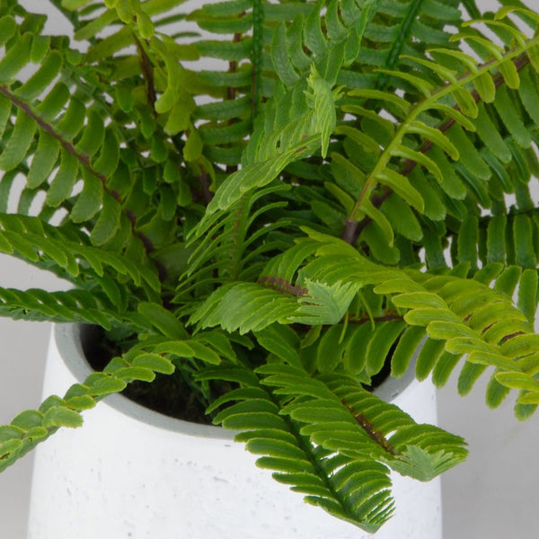 Uttermost Boston Fern In White Ceramic Pot - Scenario Home